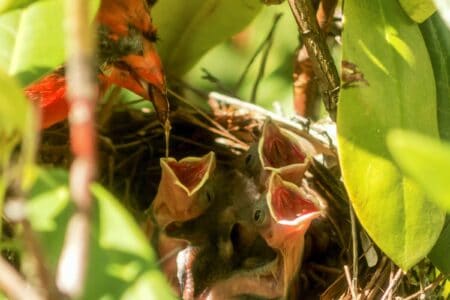 Baby Cardinals: Everything You Need to Know