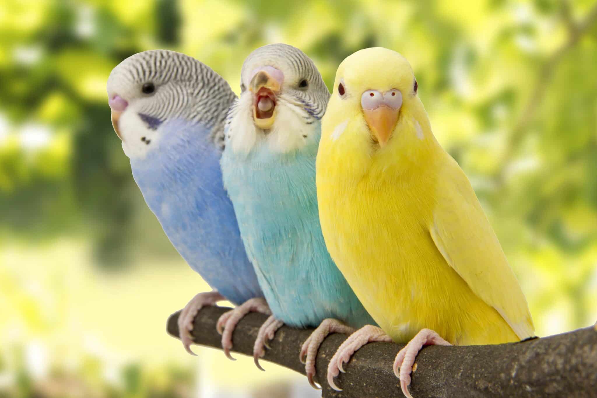 How to Tell If a Parakeet Is Male or Female (7 Simple Ways)