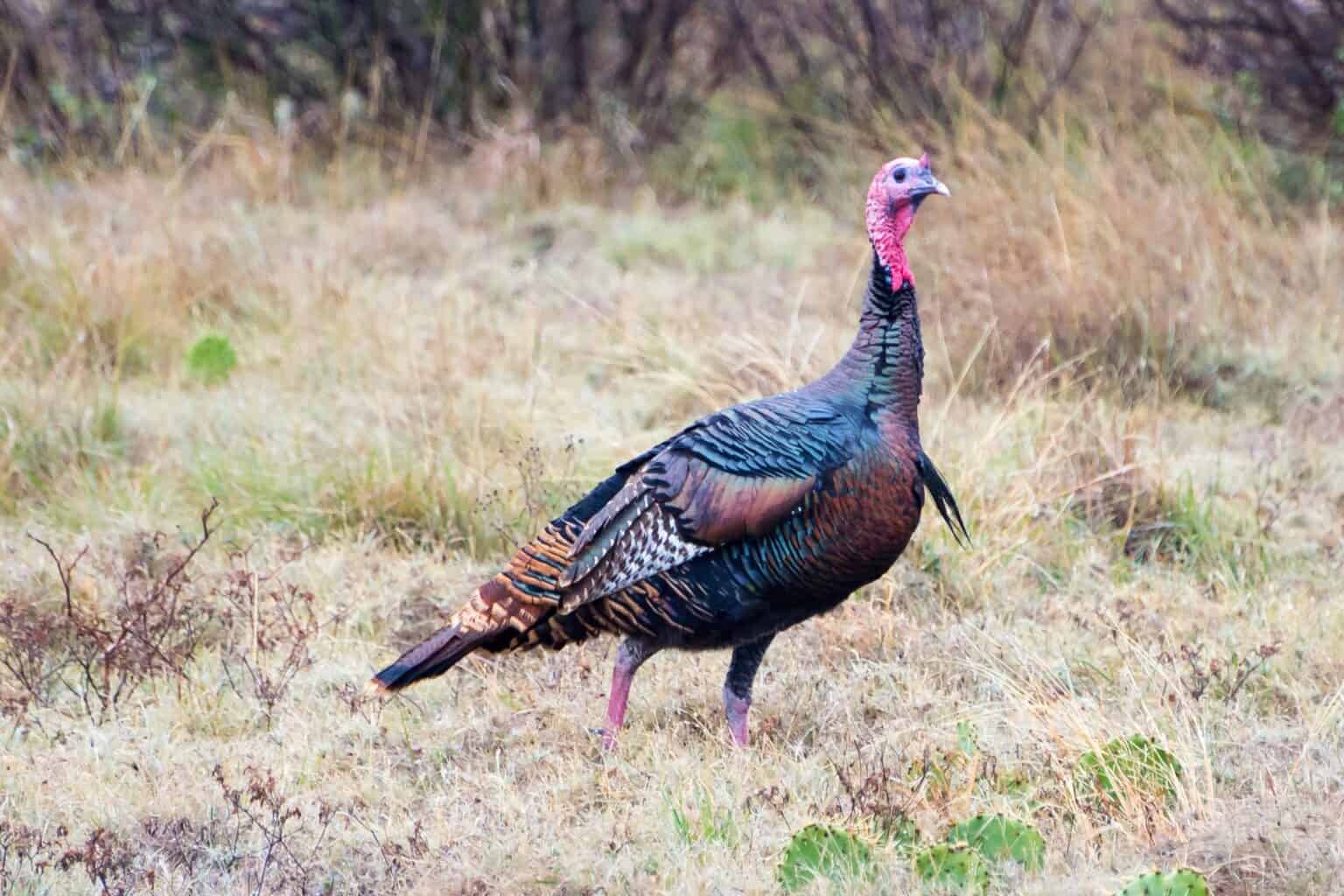 Can Turkeys Fly? (Distance, Height, Speed & FAQs)