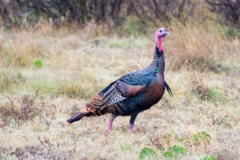 Can Turkeys Fly? (Distance, Height, Speed & FAQs)
