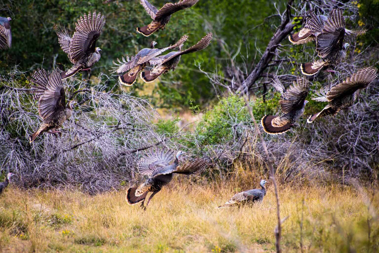 Can Turkeys Fly? (Distance, Height, Speed & FAQs)