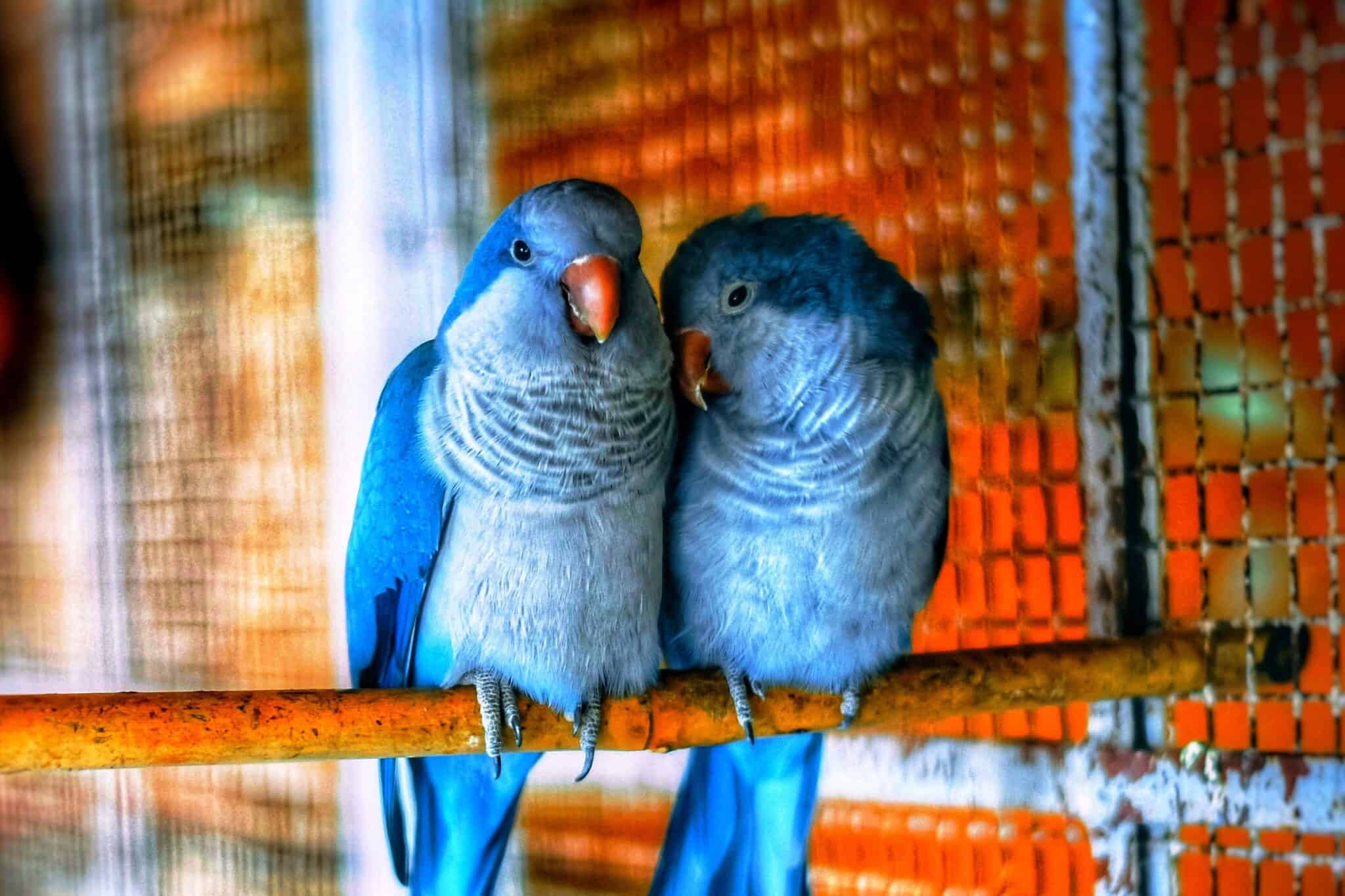 Blue Quaker Parrot: Information, Behavior, Care & Pictures