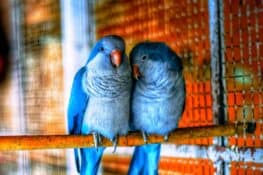 Blue Quaker Parrot: Information, Behavior, Care & Pictures