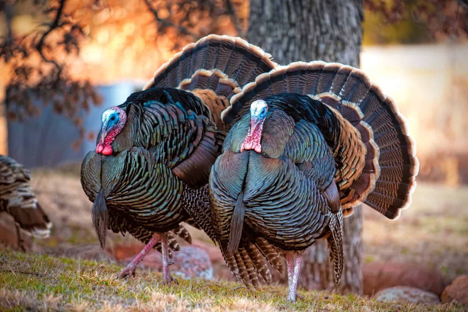 Can Turkeys Fly? (Distance, Height, Speed & FAQs)