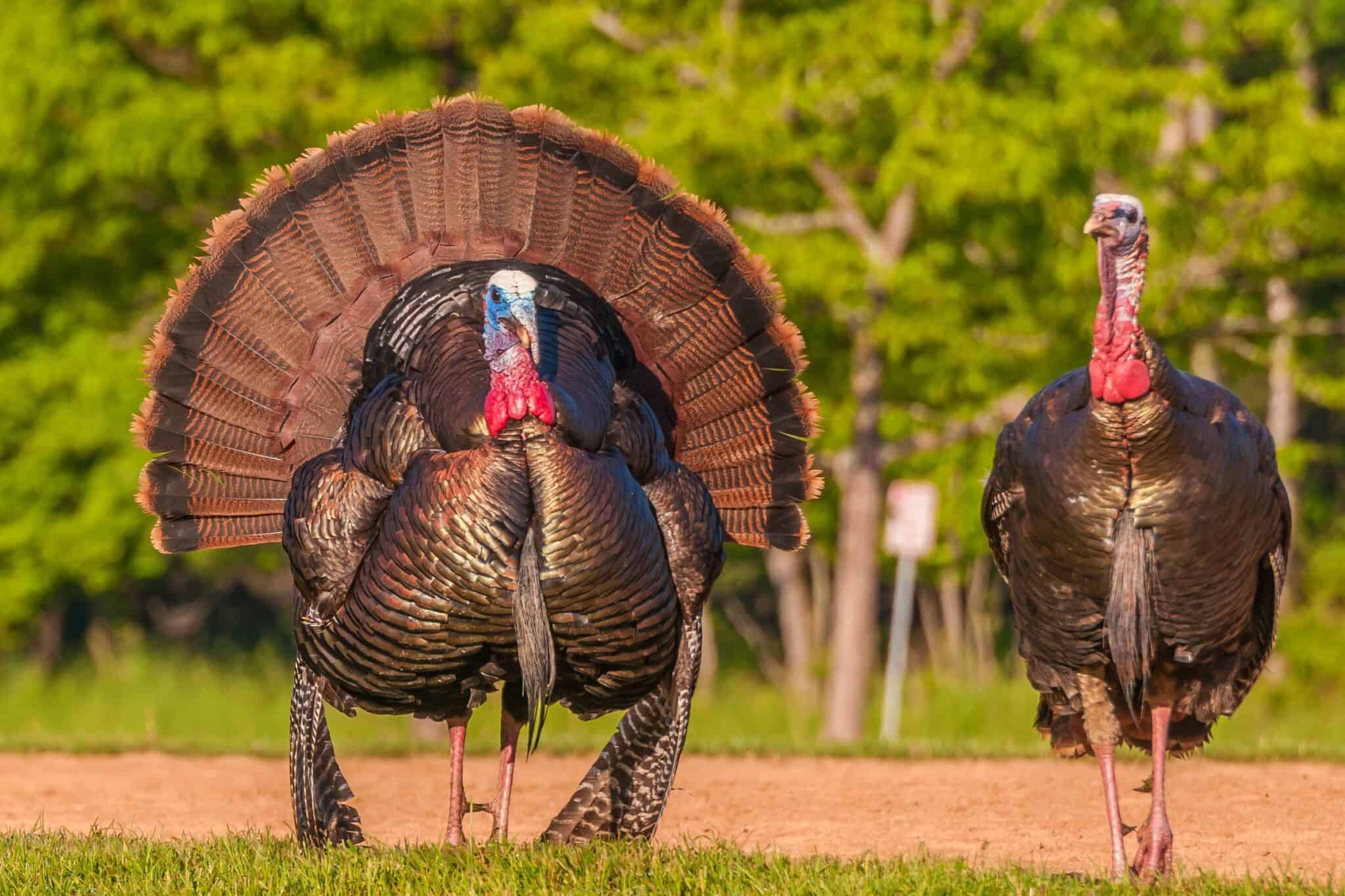 Can Turkeys Fly? (Distance, Height, Speed & FAQs)
