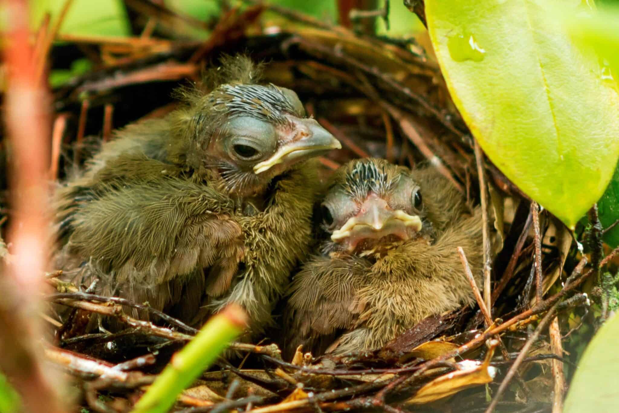 Baby Cardinals: Everything You Need to Know