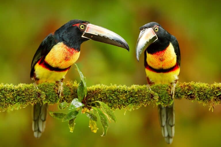 Baby Toucans: Everything You Need to Know