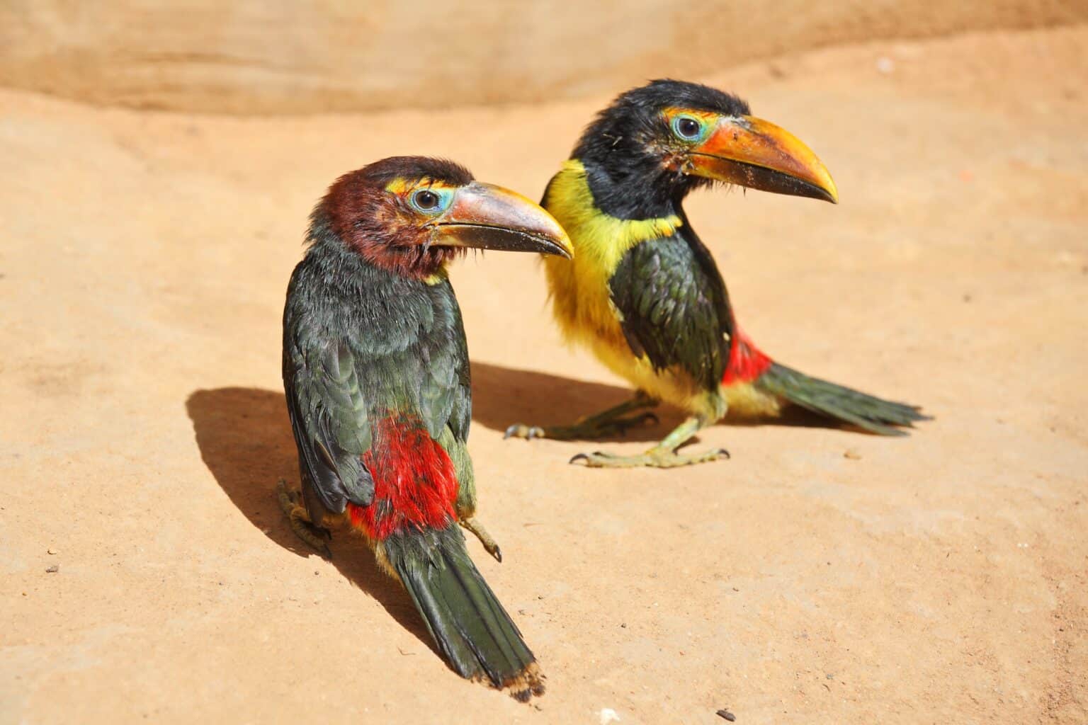 Baby Toucans: Everything You Need to Know