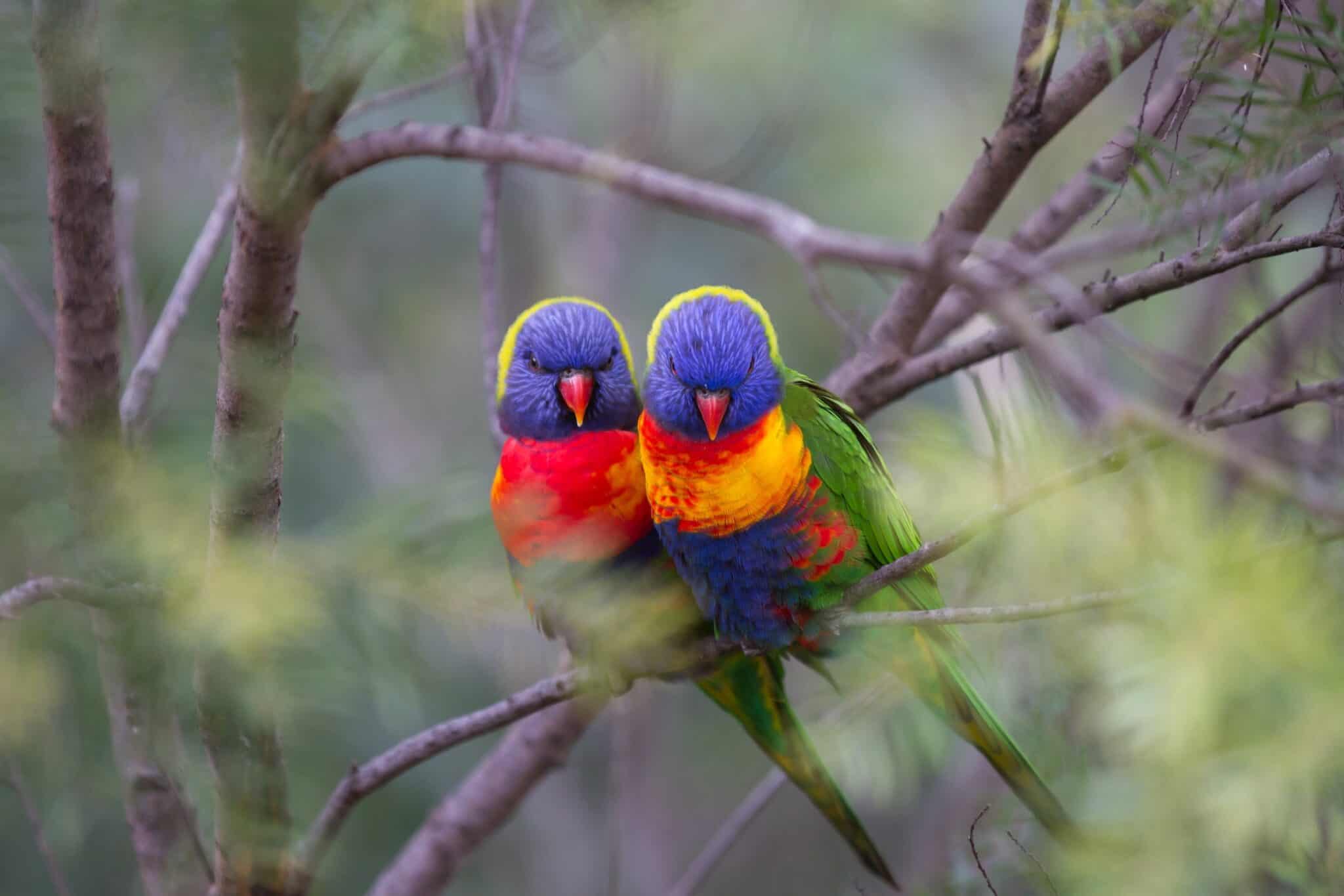 Are Birds Mammals? Everything You Need to Know!