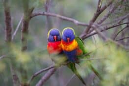 Are Birds Mammals? Everything You Need to Know!