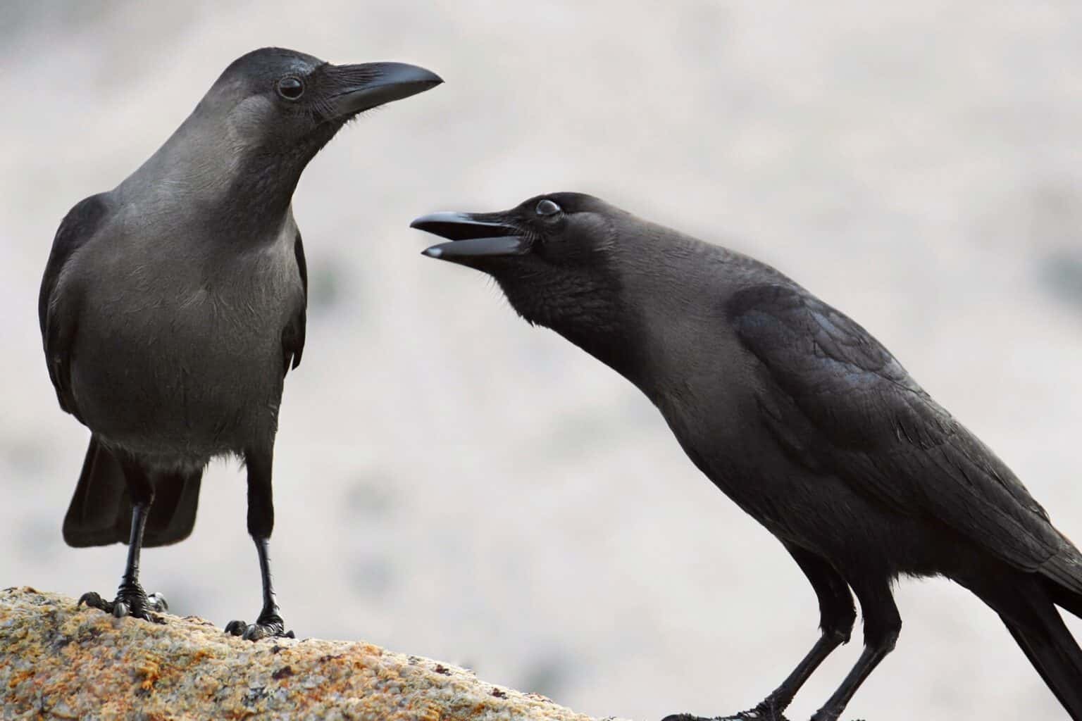 Can Crows Talk Like Parrots? (How Do They Communicate?)