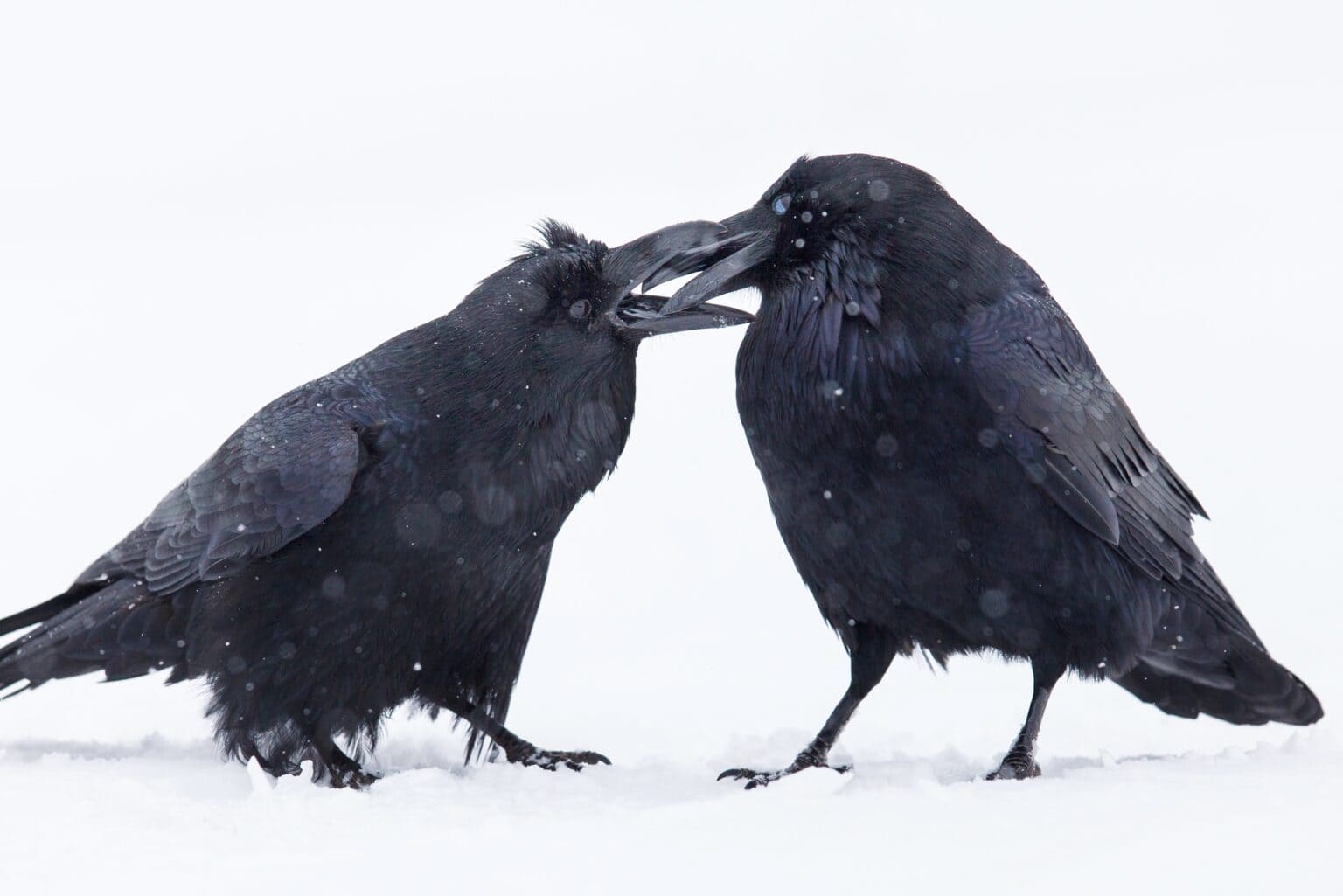 Can Crows Talk Like Parrots? (How Do They Communicate?)