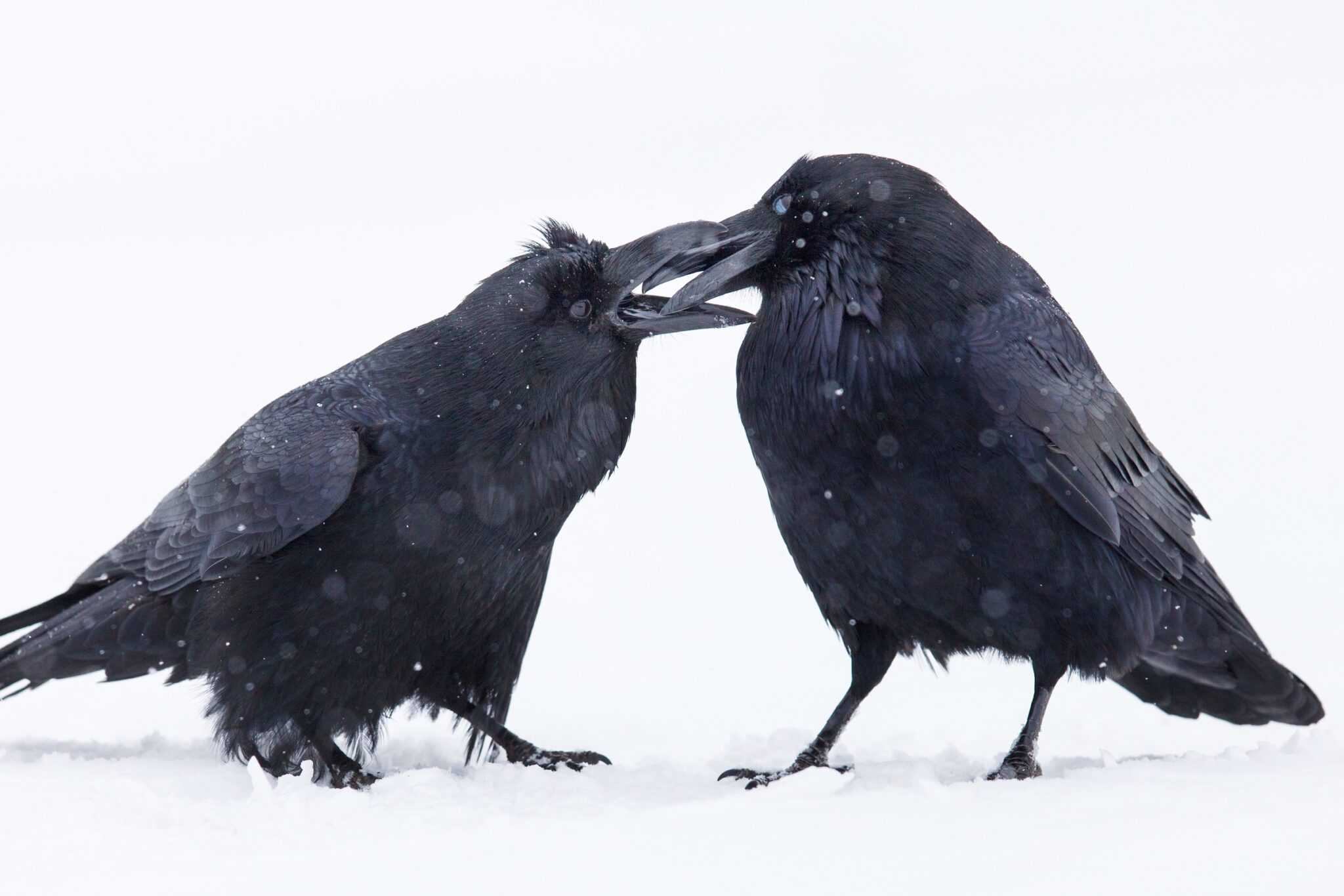 Can Crows Talk Like Parrots? (How Do They Communicate?)