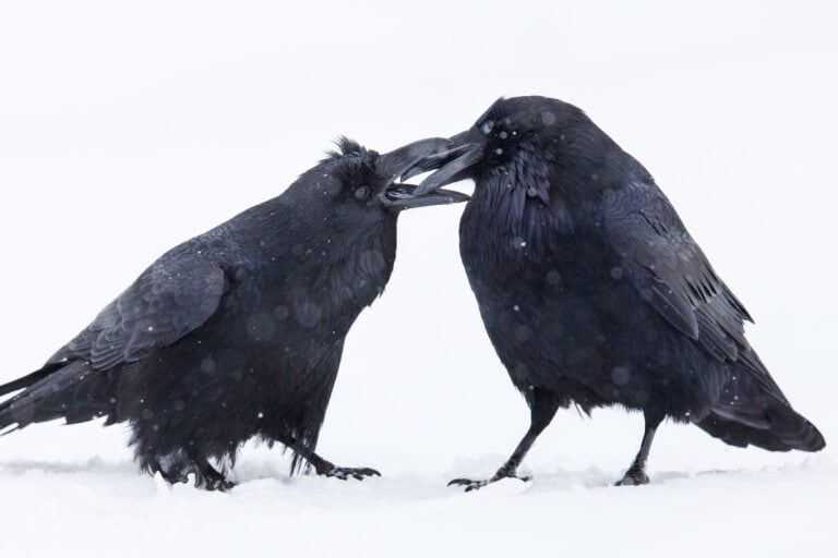 Can Crows Talk Like Parrots? (How Do They Communicate?)