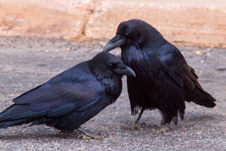 Can Crows Talk Like Parrots? (How Do They Communicate?)