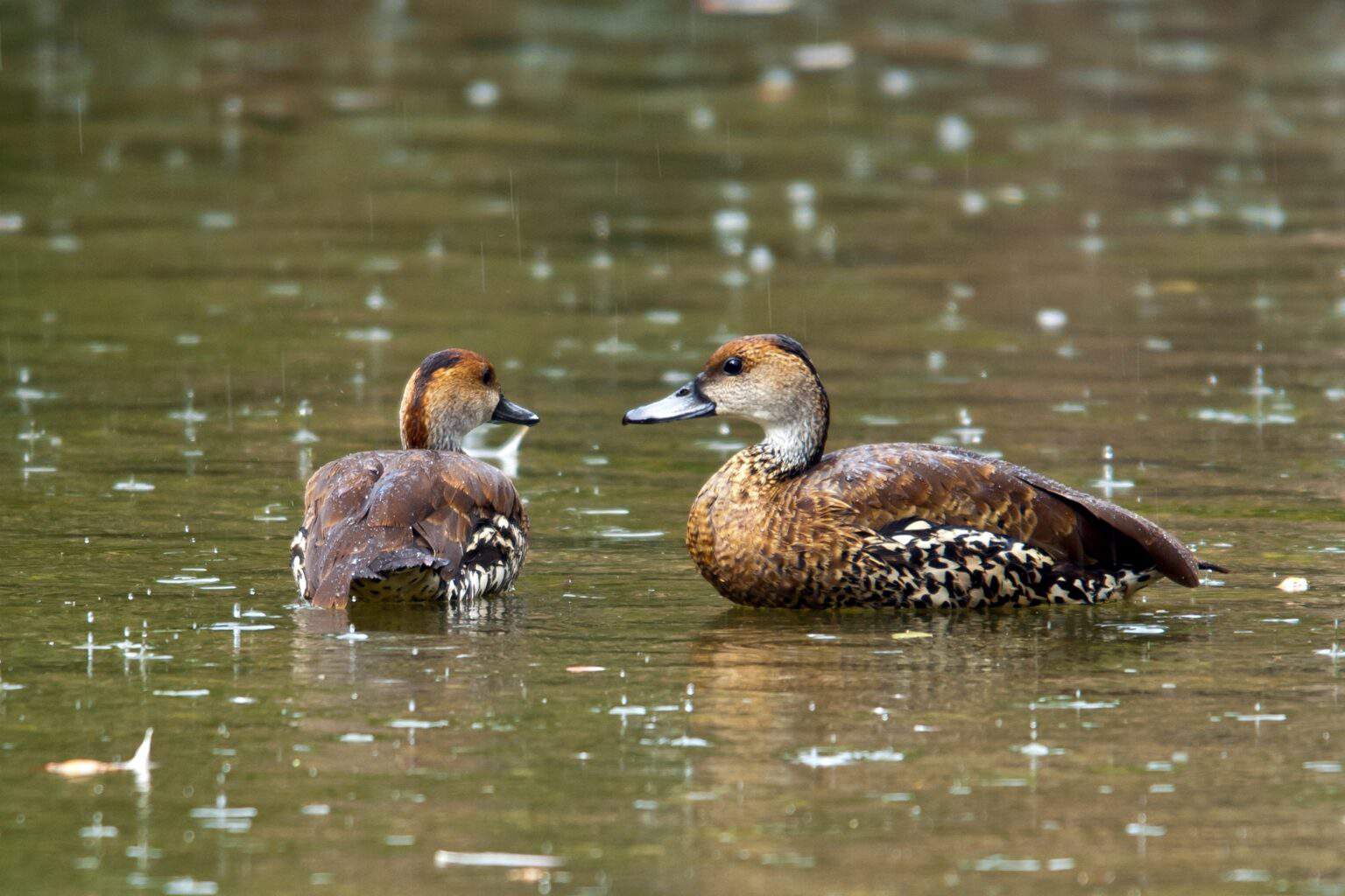 Can Ducks Fly? (Distance, Height, Speed & FAQs) - Bird Helpful