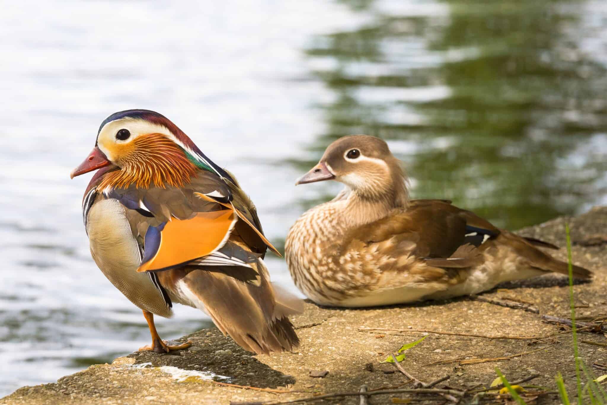 Male vs. Female Ducks (8 Main Differences) - Bird Helpful