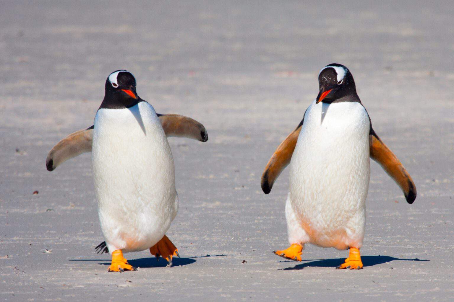 Do Penguins Have Knees? - Facts About Their Knees, Legs & Ankles