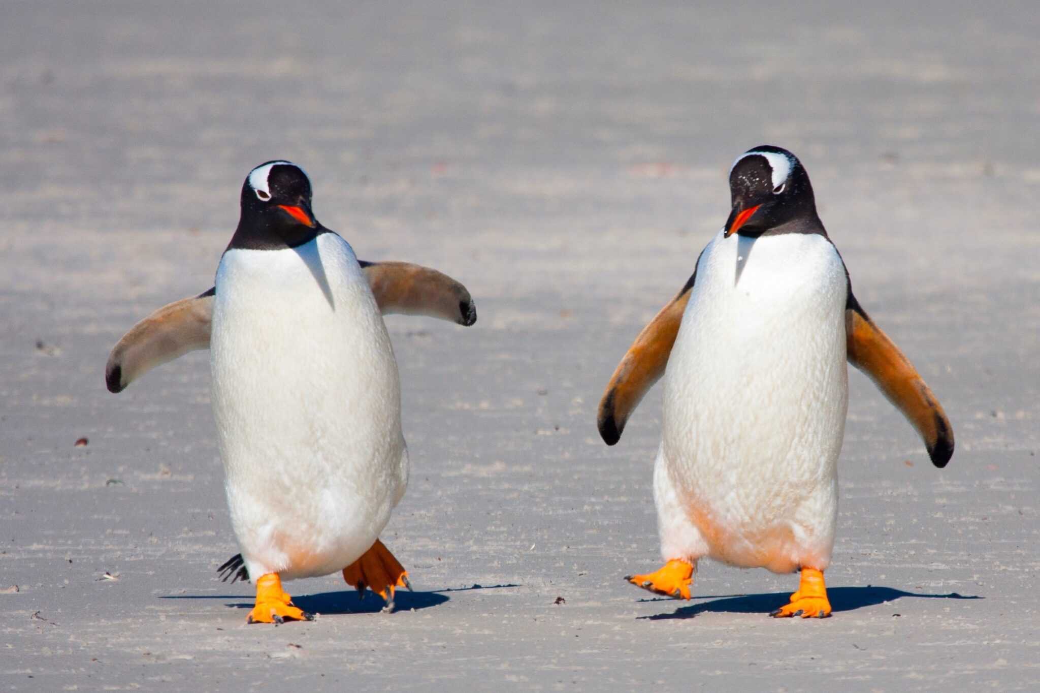 Do Penguins Have Knees? - Facts About Their Knees, Legs & Ankles