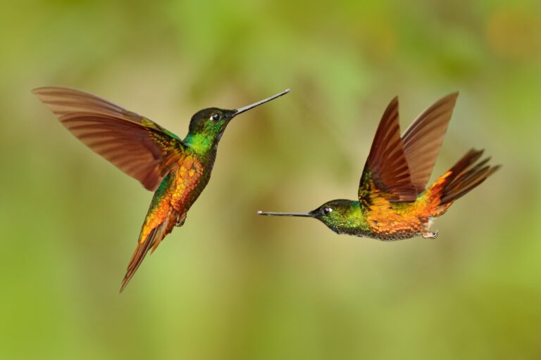 How Long Do Hummingbirds Live? - Hummingbird Lifespan