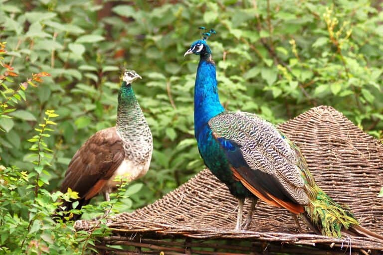 Where Do Peacocks Live? (Natural Habitats & Countries)
