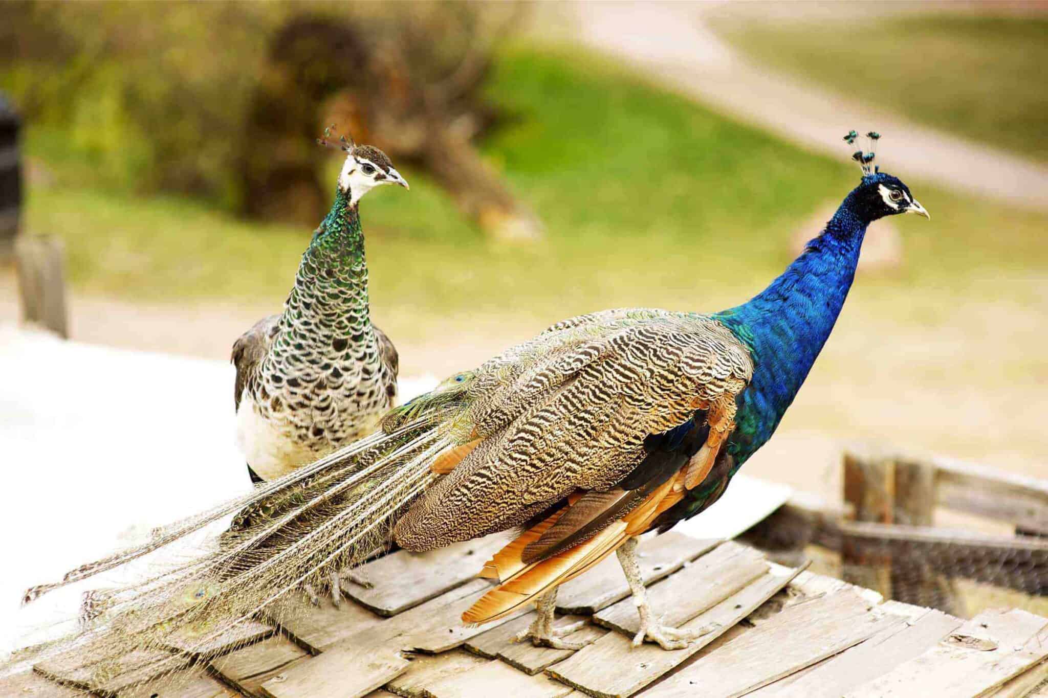 Where Do Peacocks Live? (Natural Habitats & Countries)