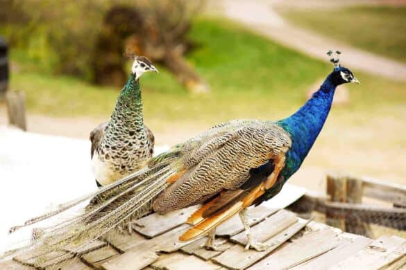 Where Do Peacocks Live? (Natural Habitats & Countries)