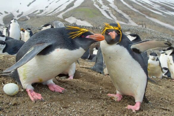 What Is the Red Thing on a Turkey’s Neck? - Bird Helpful