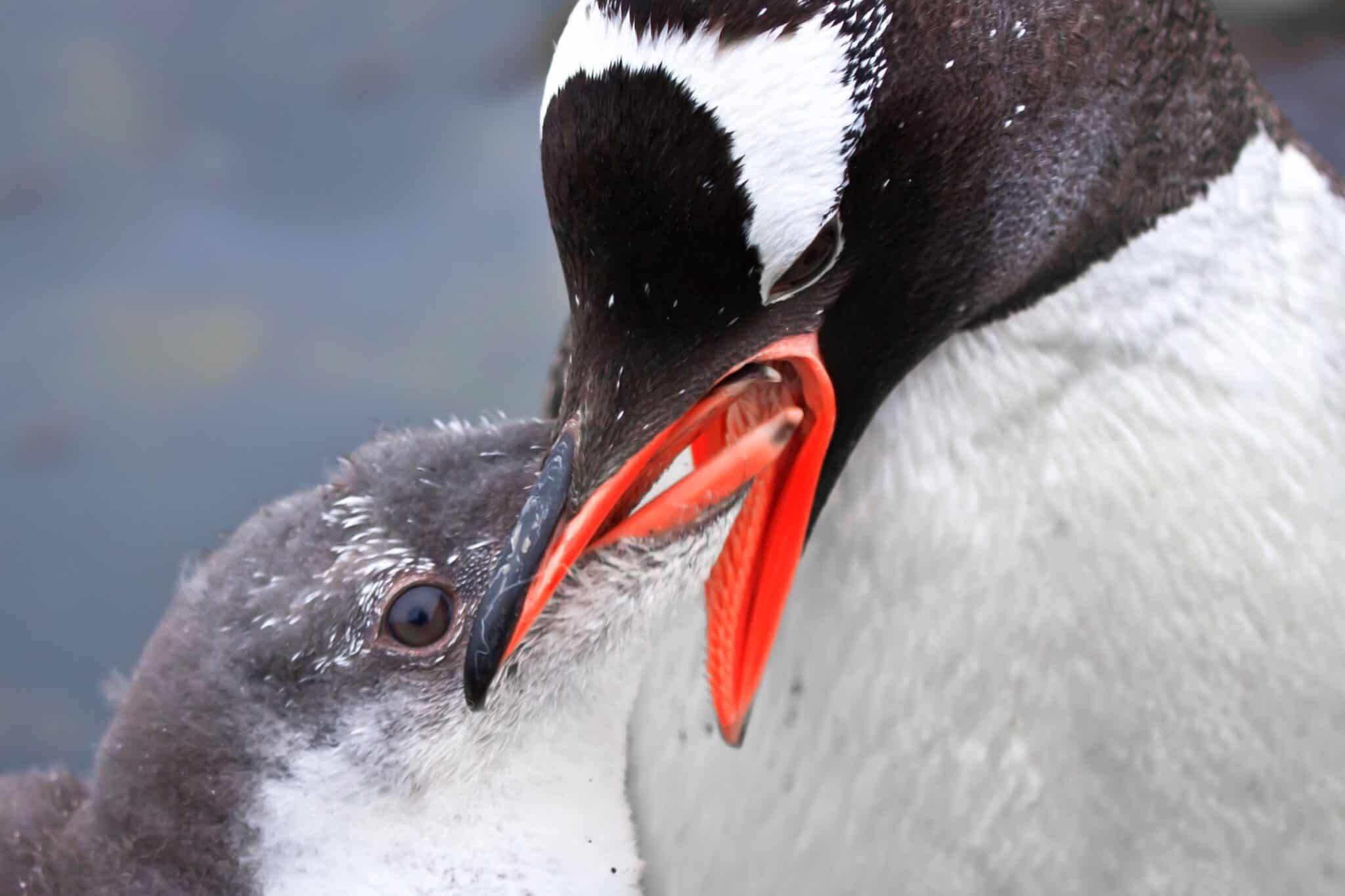 Do Penguins Have Teeth? (Complete Guide + FAQs)