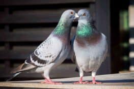 Dove vs. Pigeon: 10 Key Differences You Need to Know
