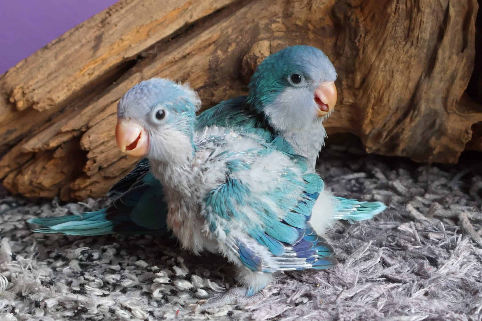 Blue Quaker Parrot: Information, Behavior, Care & Pictures