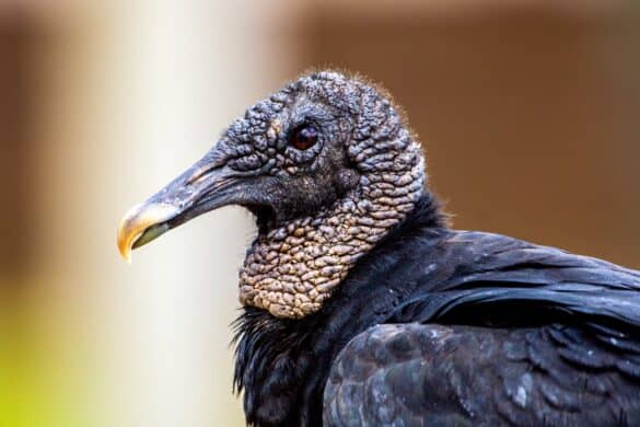 Do Birds Have Ears? Everything You Need to Know!