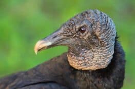 Do Birds Have Ears? Everything You Need to Know!