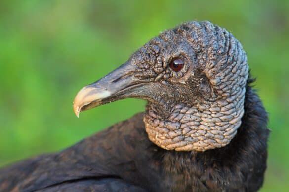 Do Birds Have Ears? Everything You Need to Know!