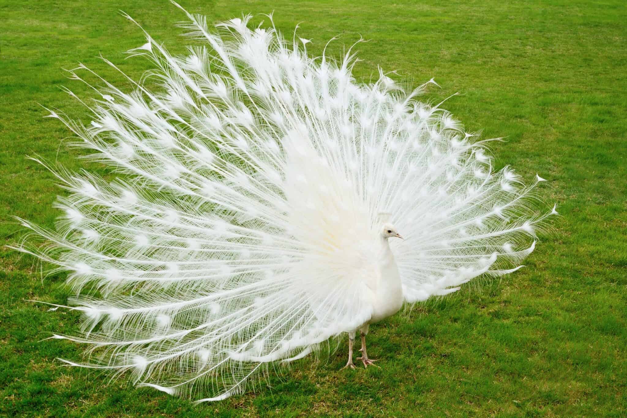 White Peacocks: All the Facts You Need