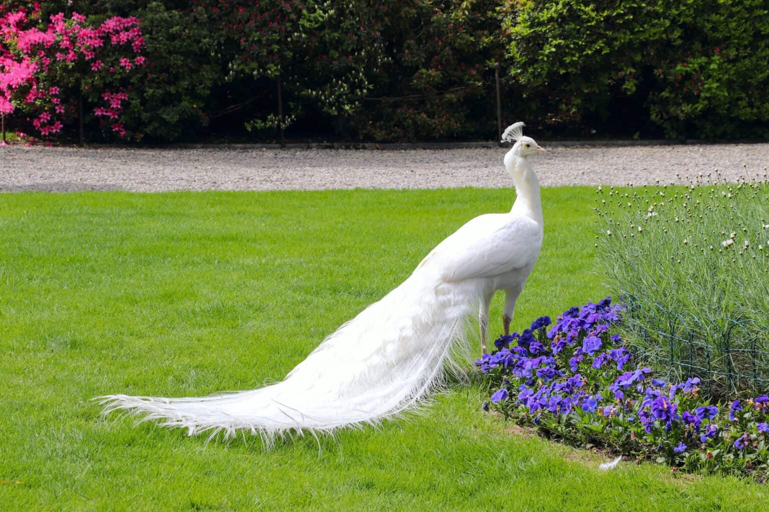 White Peacocks: All the Facts You Need