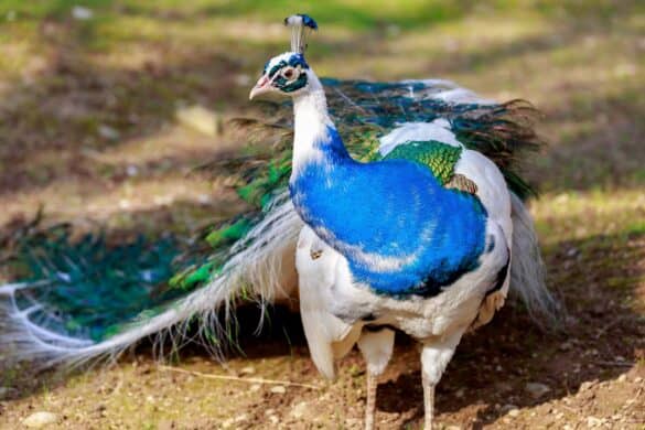 White Peacocks: All the Facts You Need