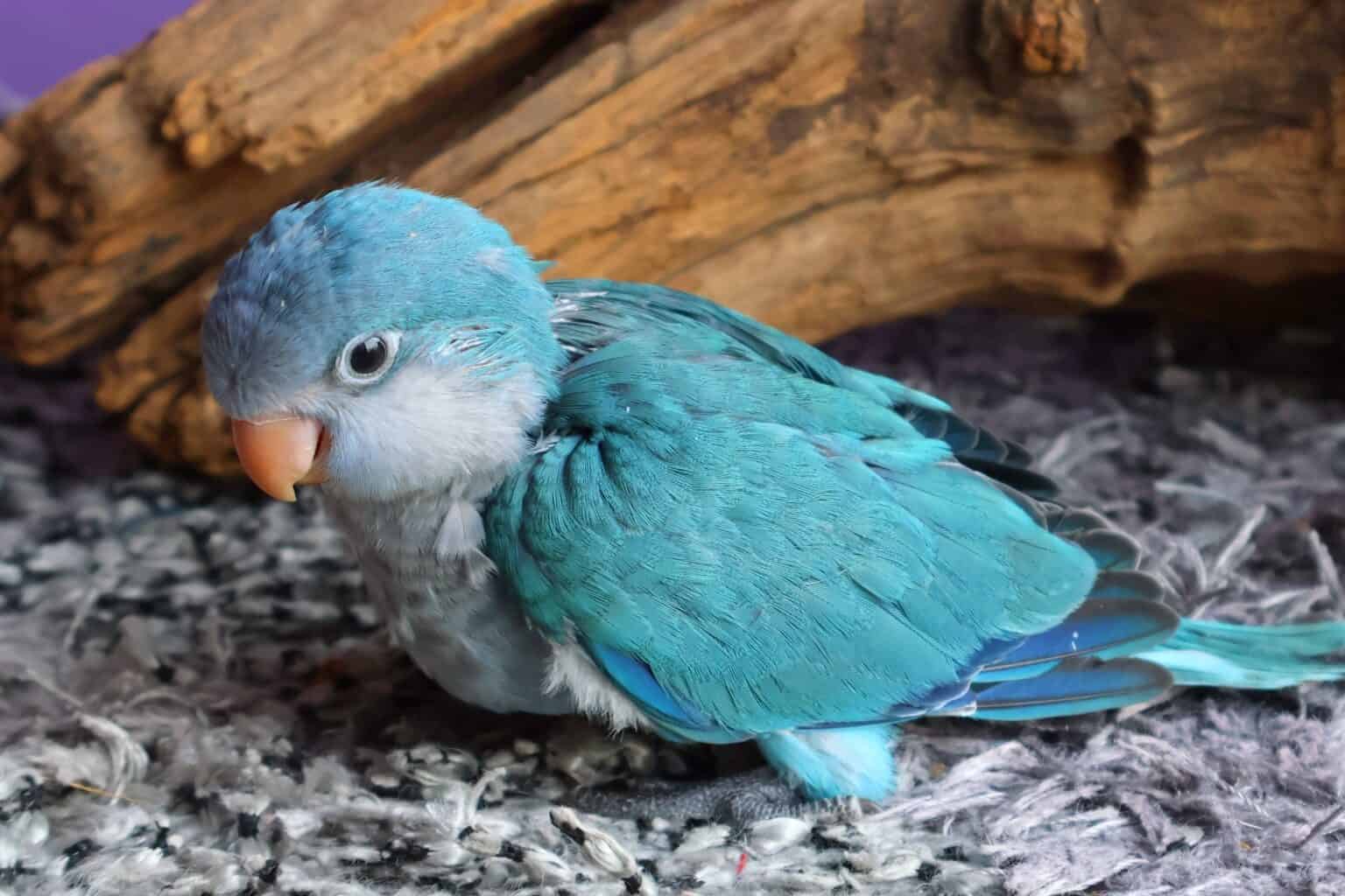 Blue Quaker Parrot: Information, Behavior, Care & Pictures