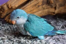 Blue Quaker Parrot: Information, Behavior, Care & Pictures