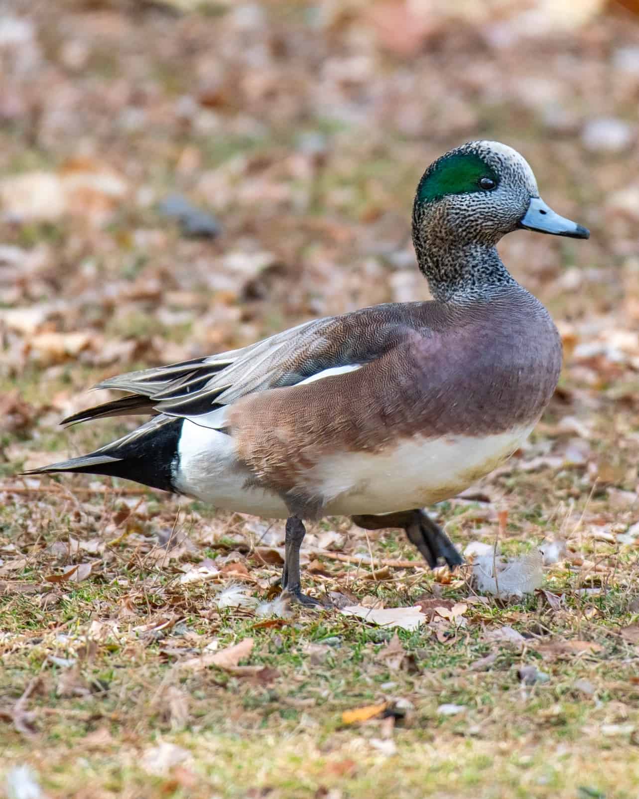 8 Ducks With Green Heads (With Pictures!)