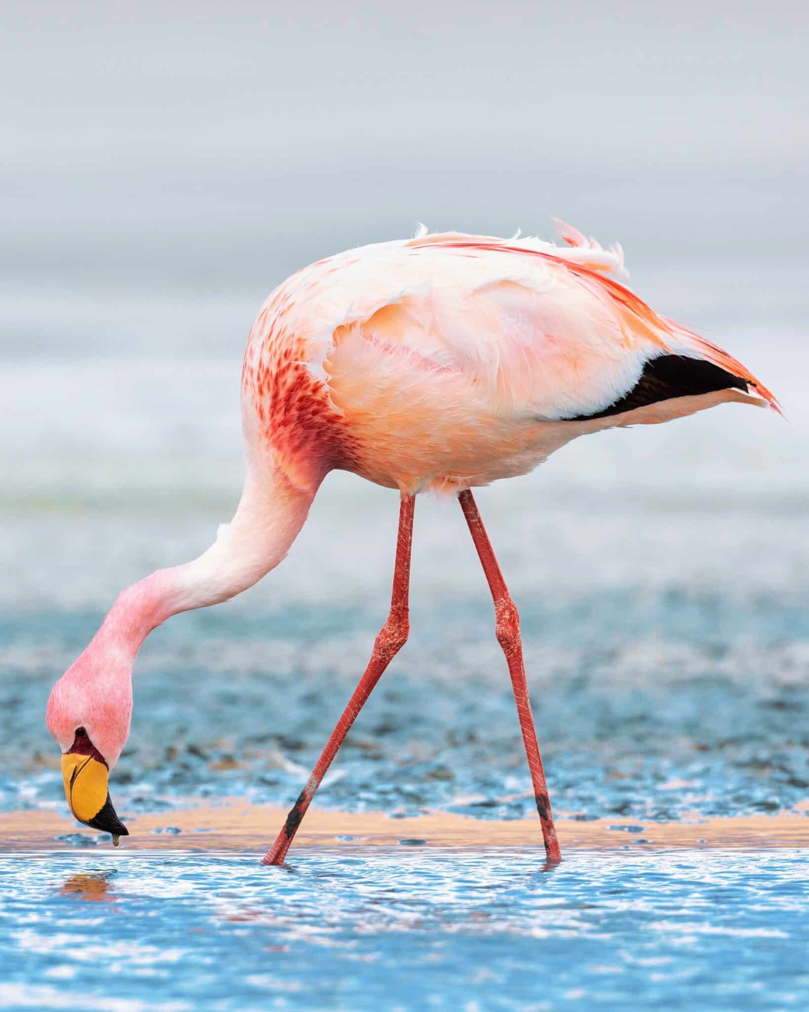 18 Beautiful Pink Birds (With Pictures) - Bird Helpful