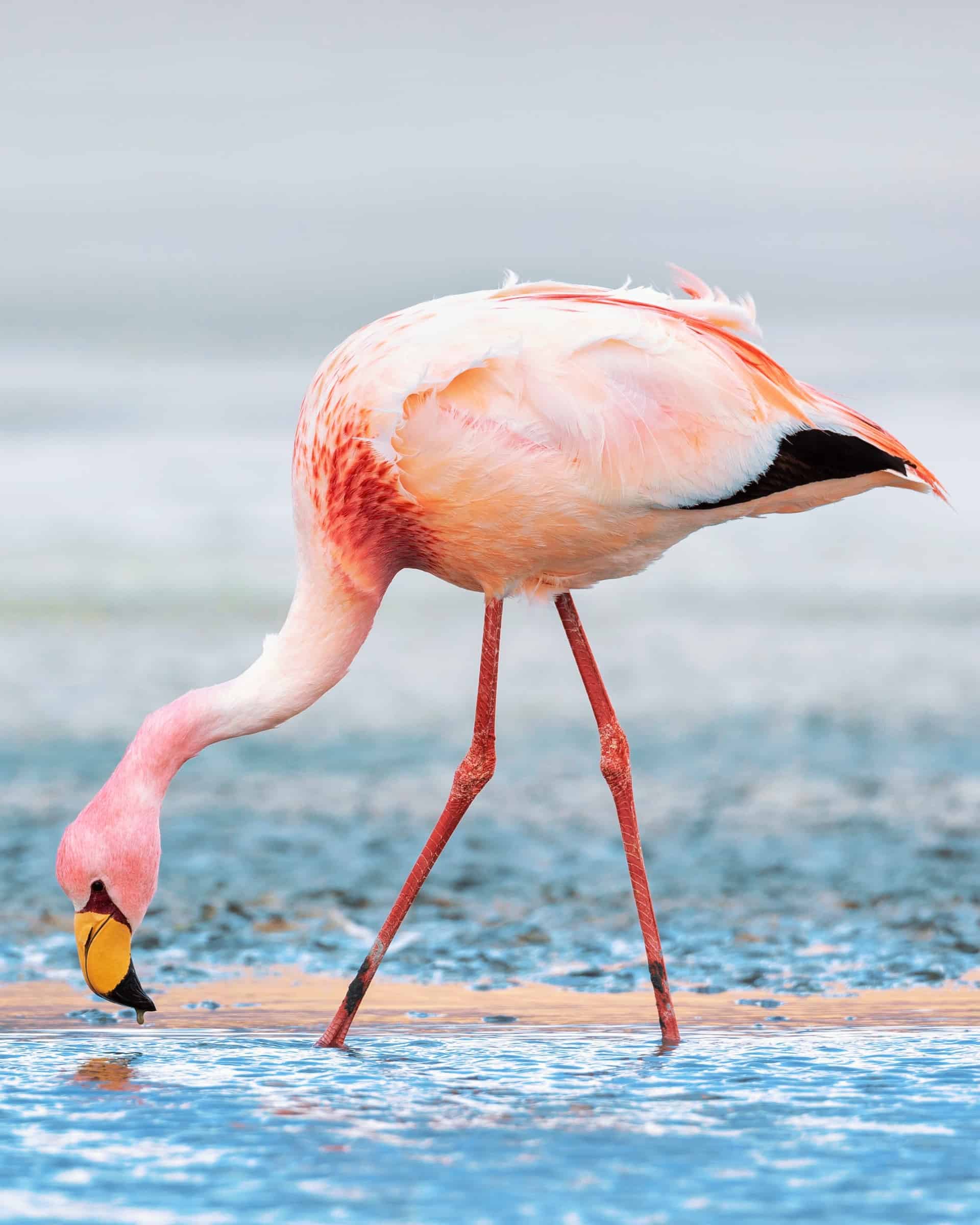 18 Beautiful Pink Birds (With Pictures) - Bird Helpful
