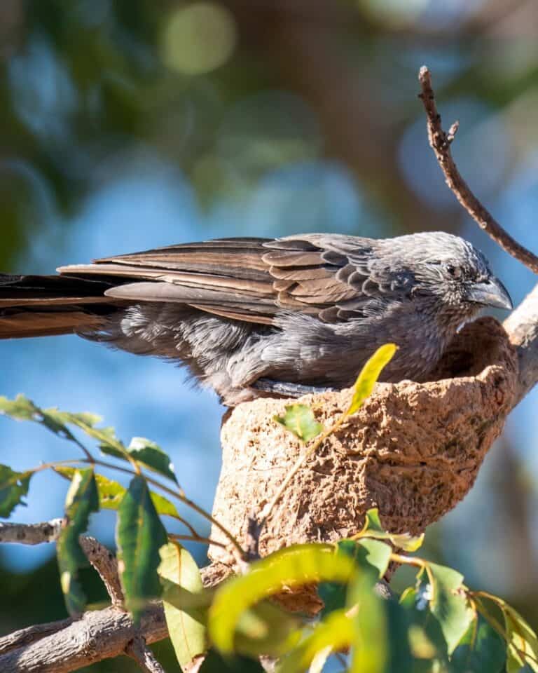 15 Birds That Build Mud Nests - Bird Helpful