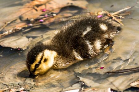 Caring for Baby Ducks: 14 Things You Need to Know