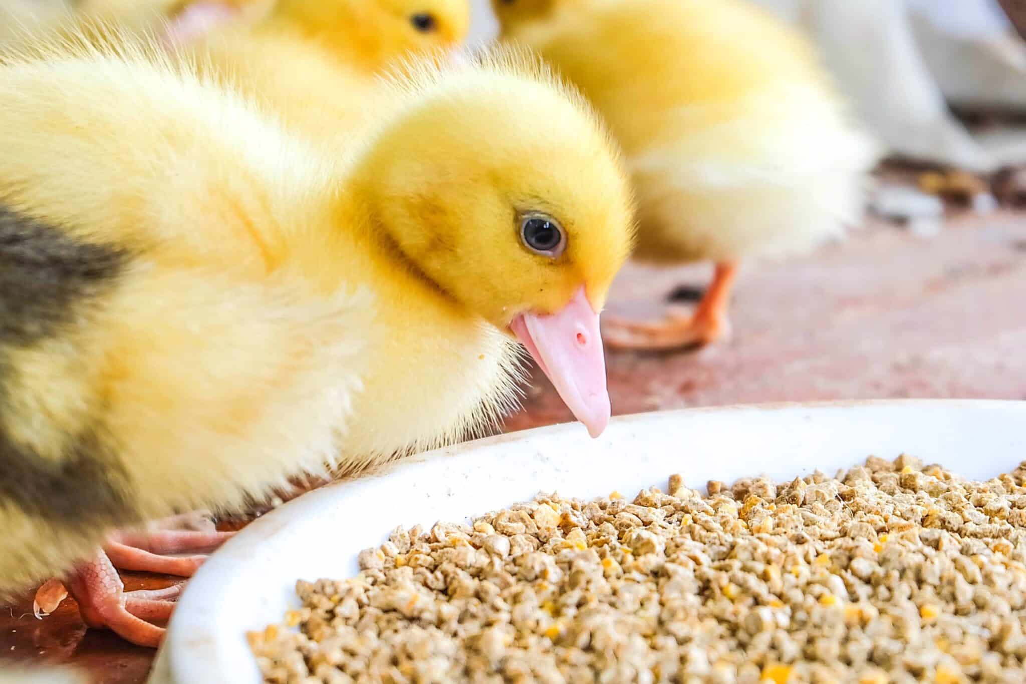 Caring for Baby Ducks: 14 Things You Need to Know