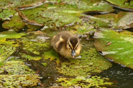 Caring for Baby Ducks: 14 Things You Need to Know