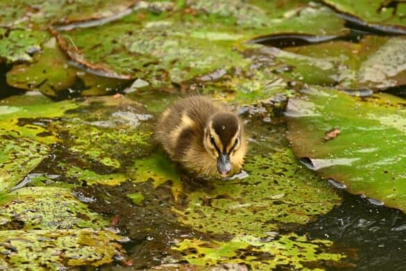 Caring for Baby Ducks: 14 Things You Need to Know