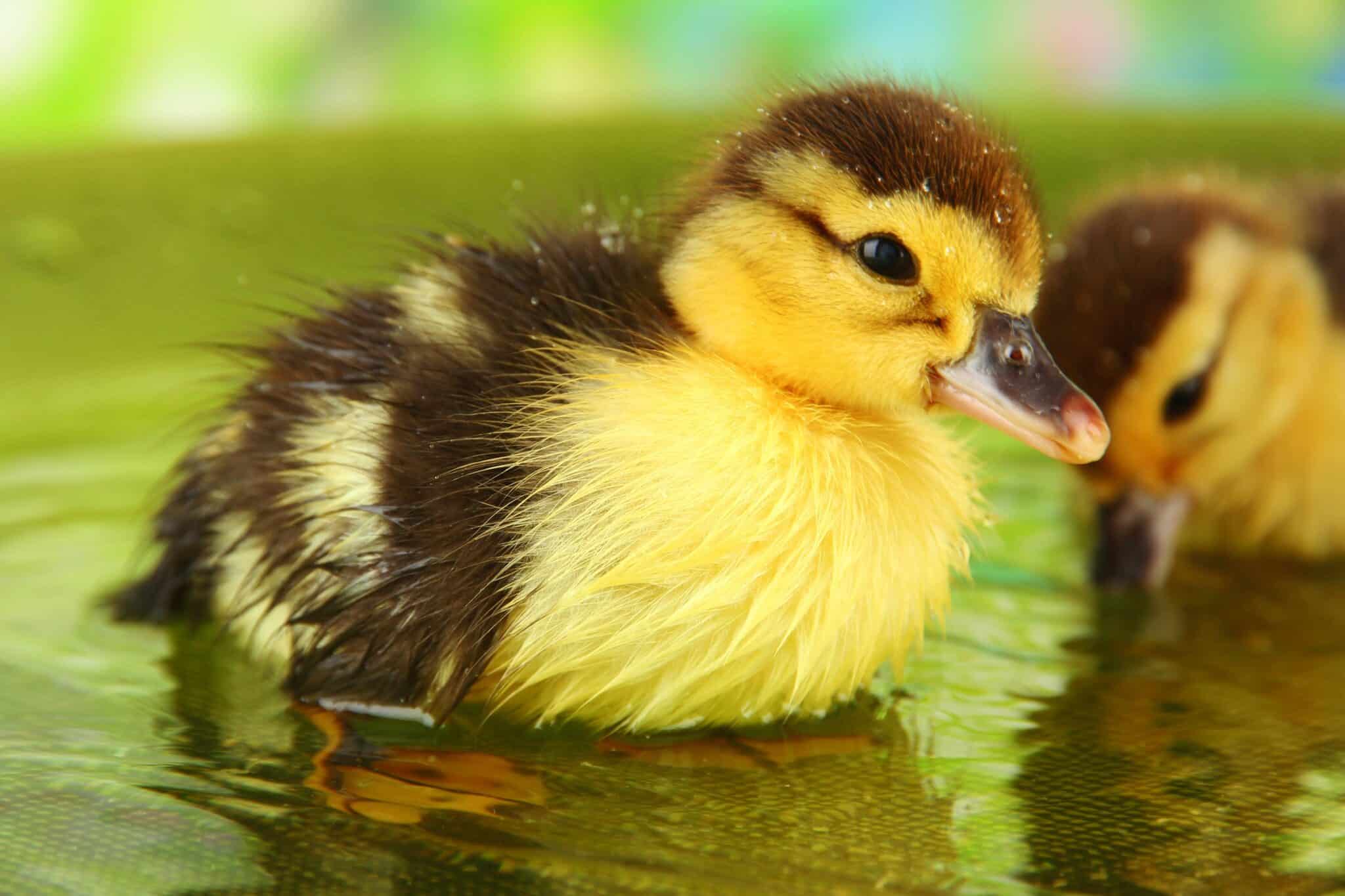 Caring for Baby Ducks: 14 Things You Need to Know