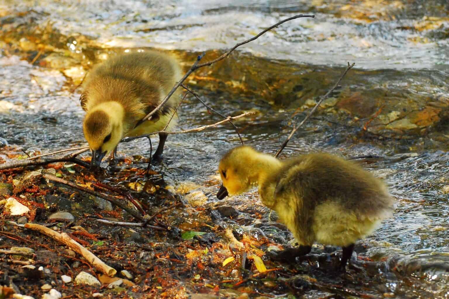 Caring for Baby Ducks: 14 Things You Need to Know