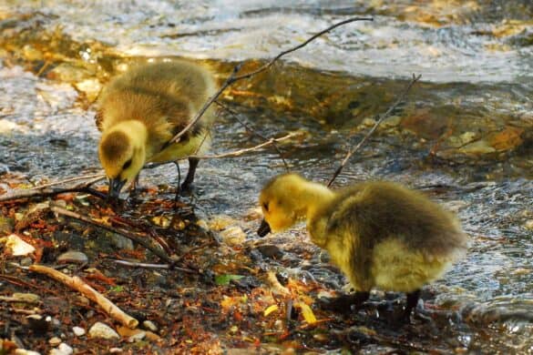 Caring for Baby Ducks: 14 Things You Need to Know